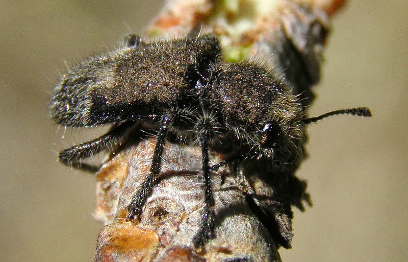 Arizona: Beetles, Bugs, Birds and more: Two rare Enoclerus species from ...